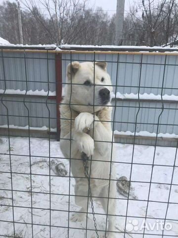 Алабай Аким ищет дом