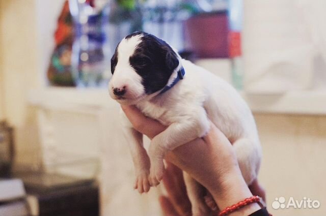 Сука рпб к резерву