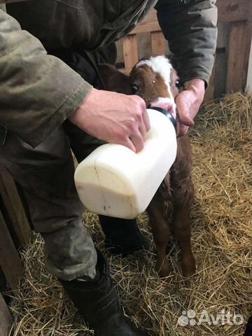 Продается телочка симментал