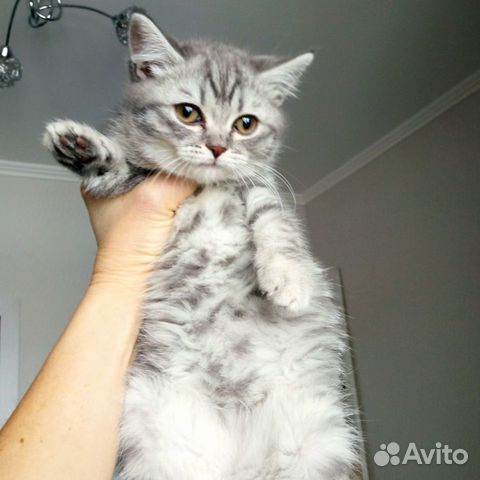 Британские котята. 2 мес