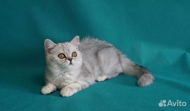 Котята в серебряных шубках