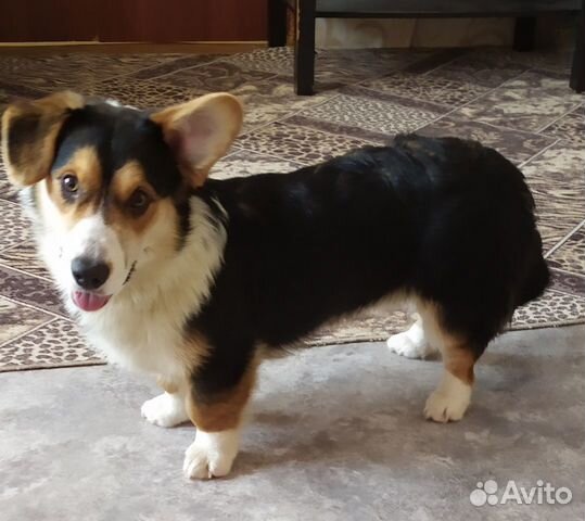 Вельш-корги кардиган