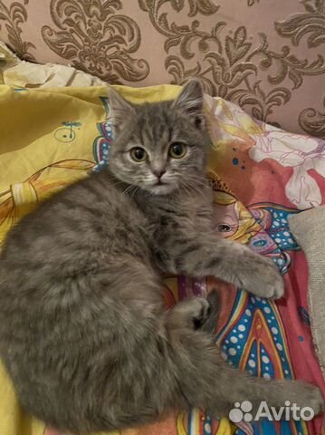 Котенок в добрые руки