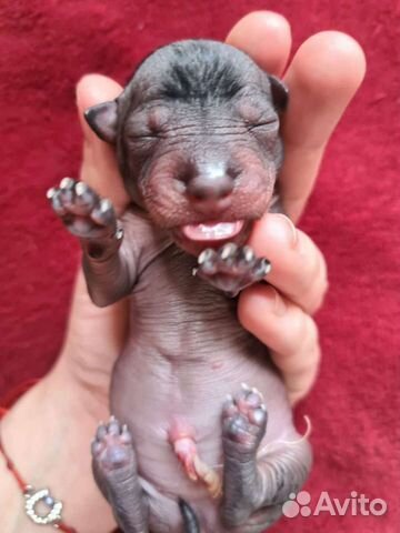 Ксолоитцкуинтли мини