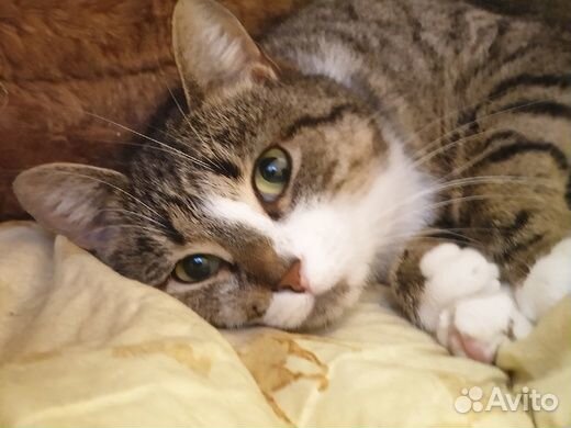 Молодая кошечка Лада