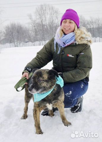 Собака в добрые руки