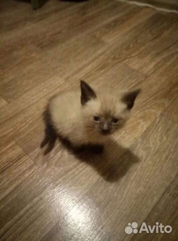 Тайские котята