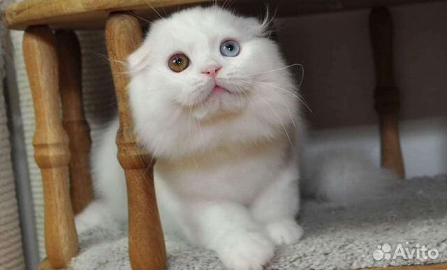 Шотландский вислоухий длинношёрстный котик