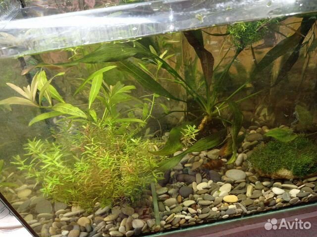 Готовый креветочник травник