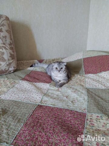Шотландская вислоухая кошка