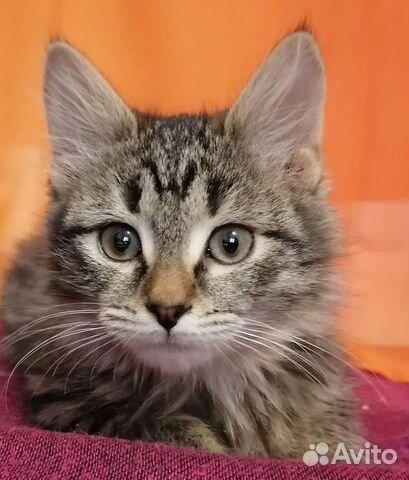 Котенок Матроскин