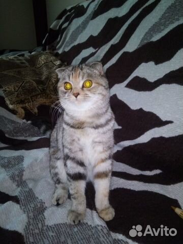 Шотландская вислоухая кошечка ищет жениха