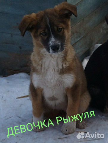 3 девочки щеночки очень ишут дом