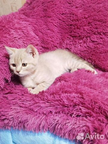 Шотландский котенок мальчик