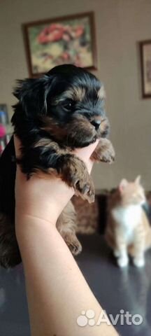 Йоркширский терьер щенки