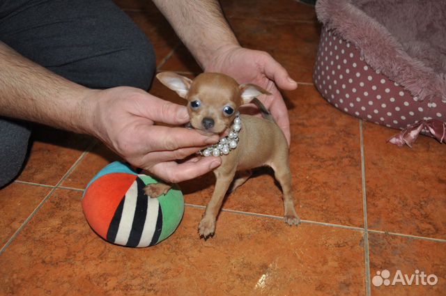 Микро той-терьер изабелла