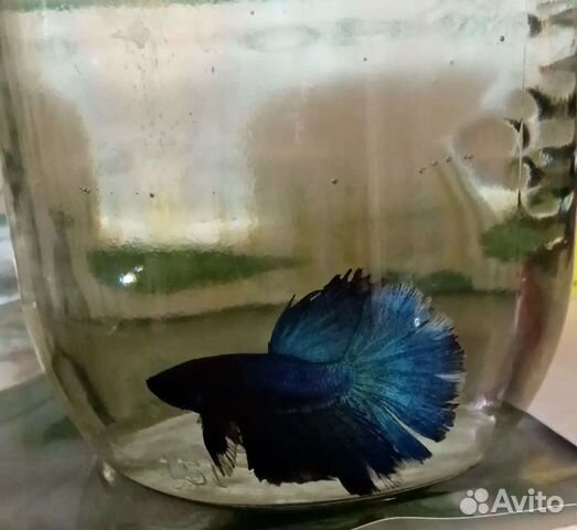 Аквариумные рыбки Петушки