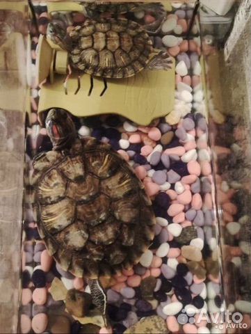 Черепашки в хорошие руки с аквариумом