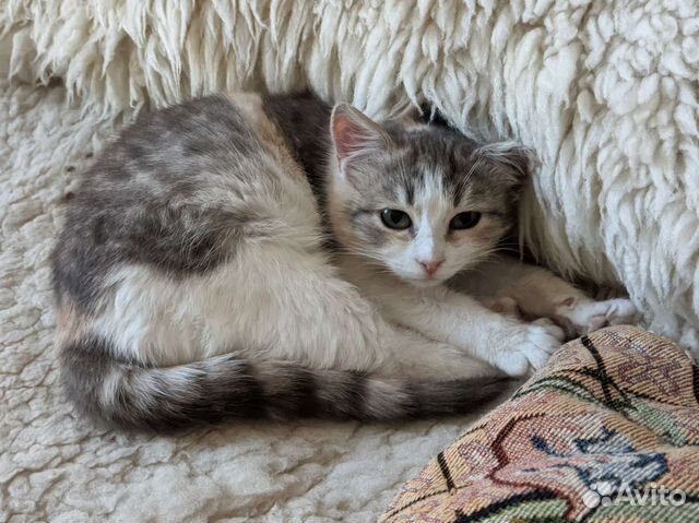 Кошка Карамелька