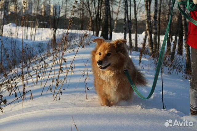 Собака в добрые руки