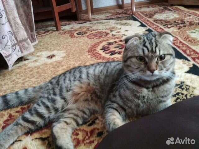 Приму в дар котенка вислоушку тигрового