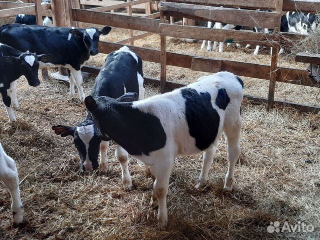 Телята бычки телки