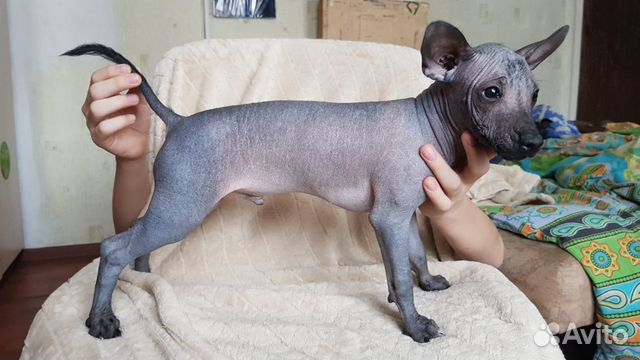 Щенки ксолоитцкуинтли