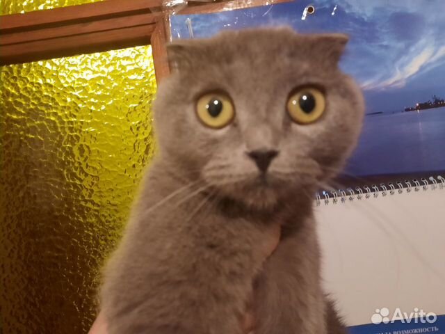 Продам шотландскую вислоухою кошечку