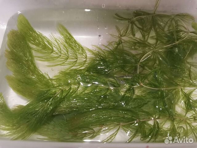 Роголистник поделюсь