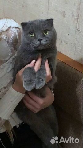 Вислоухая красавица