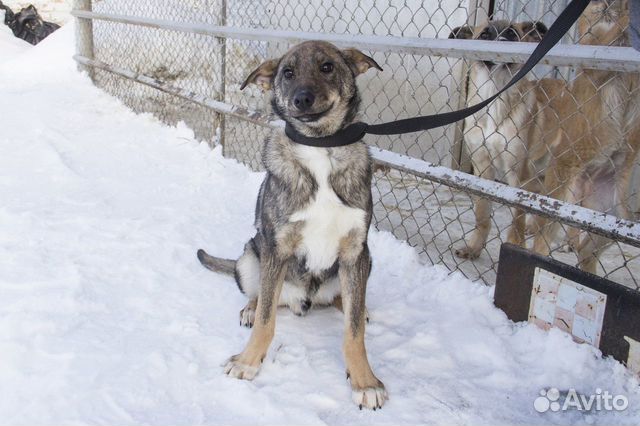 Трогательный пёсик Бантик ищет семью