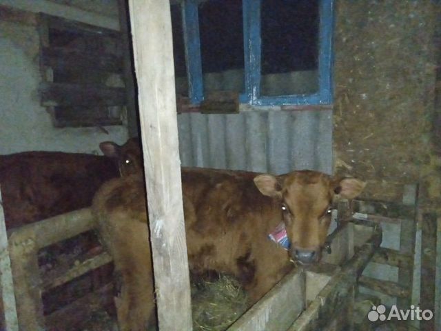 Продажа телят