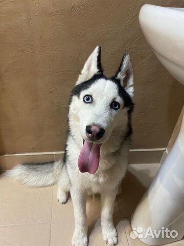 Найден кобель хаски