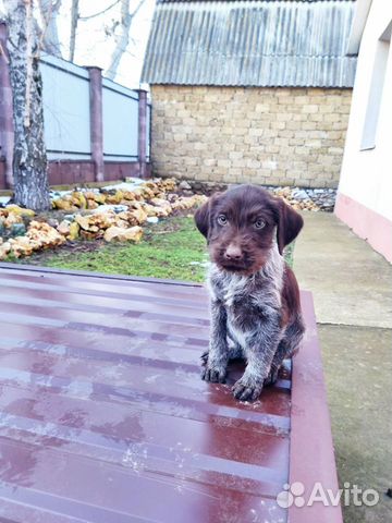 Щенки дратхаара