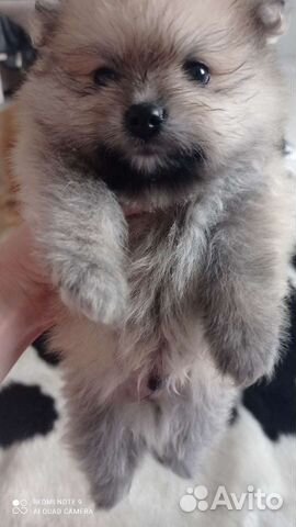 Щенки шпица