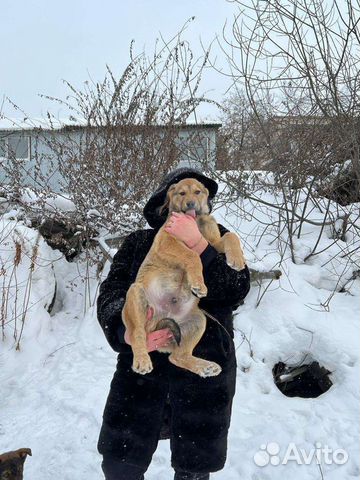 Щенок Альф