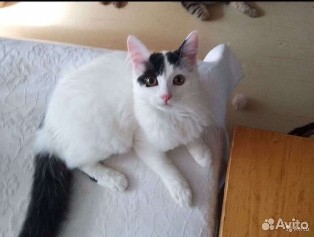 Ласковая кошечка Клякса ищет дом