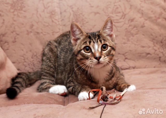 Котёнок-энерджайзер ищет дом