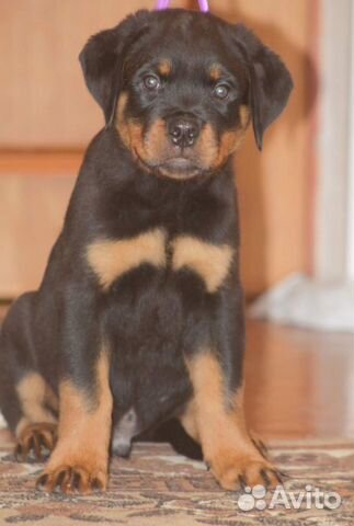 Щенки ротвейлера