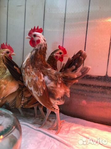 Петухи Малазийская серама