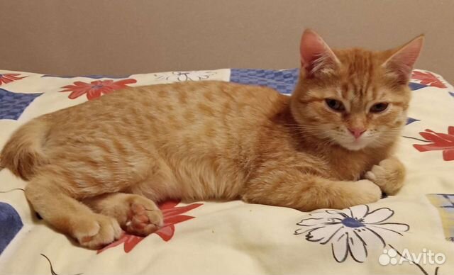 Скотиш страйт кошечка