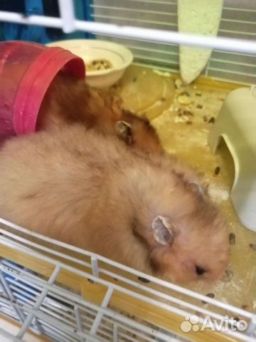 Хомяк