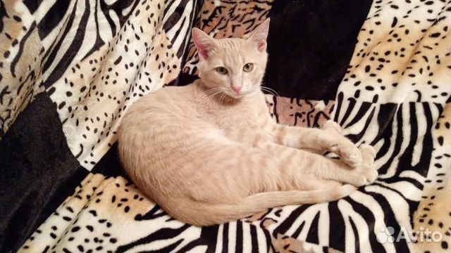 Котенок 5 месяцев очень ищет дом