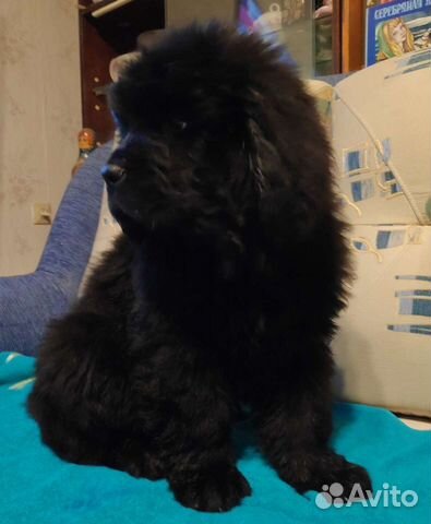 Ньюф мальчики