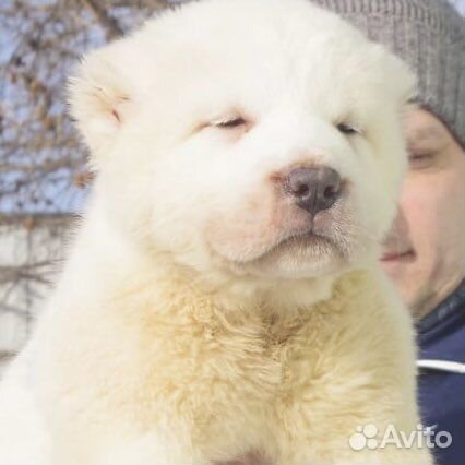 Белый мишка, алабай кобель 1,5 месяца