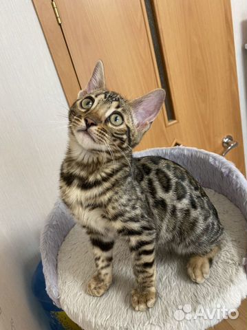 Очень милые Бенгальские Котята)