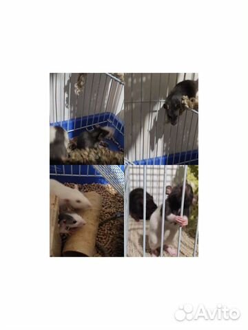 Крысята бесплатно