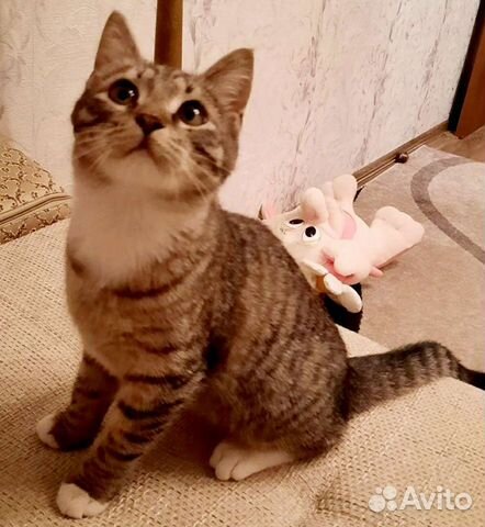 Котенок Павлик ручной спасеныш ищет маму