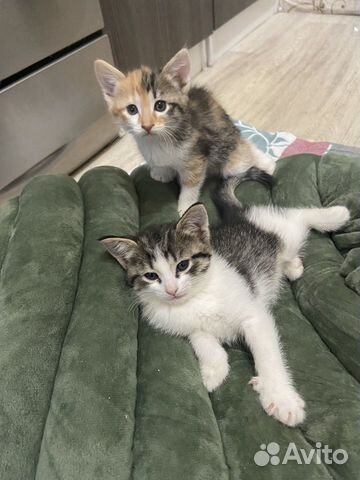 Кошки