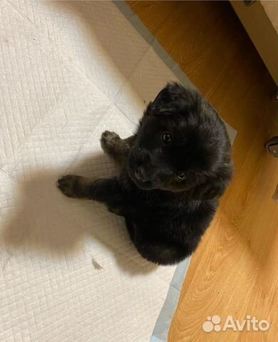 Очаровательная малышка ищет дом и любящую семью